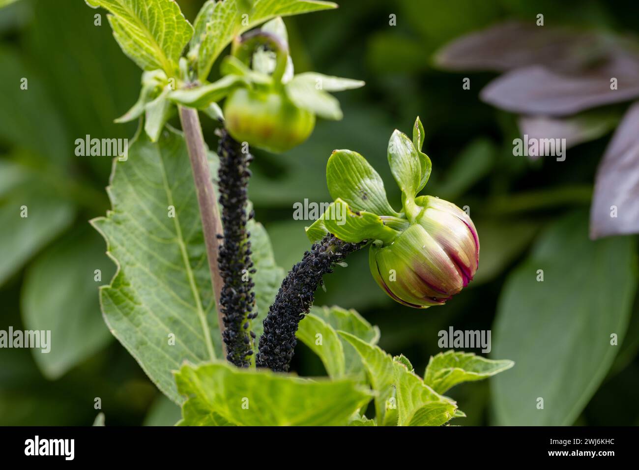 Black bean aphids aphis fabae colony on heavyly infested plant stem ...