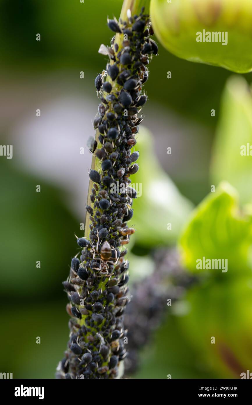 Black bean aphids aphis fabae colony on heavyly infested plant stem ...