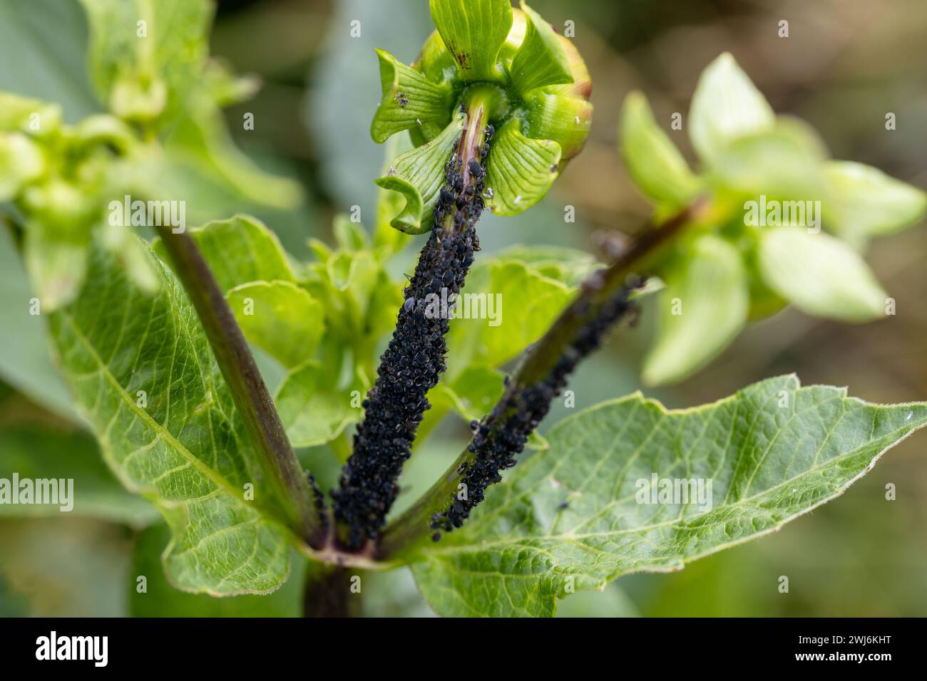 Black bean aphids aphis fabae colony on heavyly infested plant stem a ...
