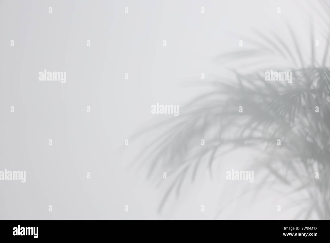 Shadow of plant falling on white wall, space for text Stock Photo - Alamy