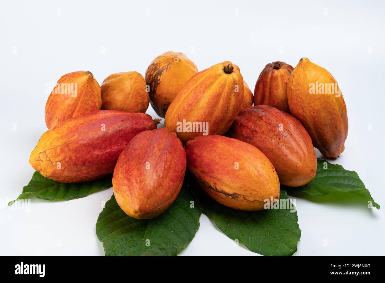 Cocao plant pods group with green leafs isolated on white studio ...