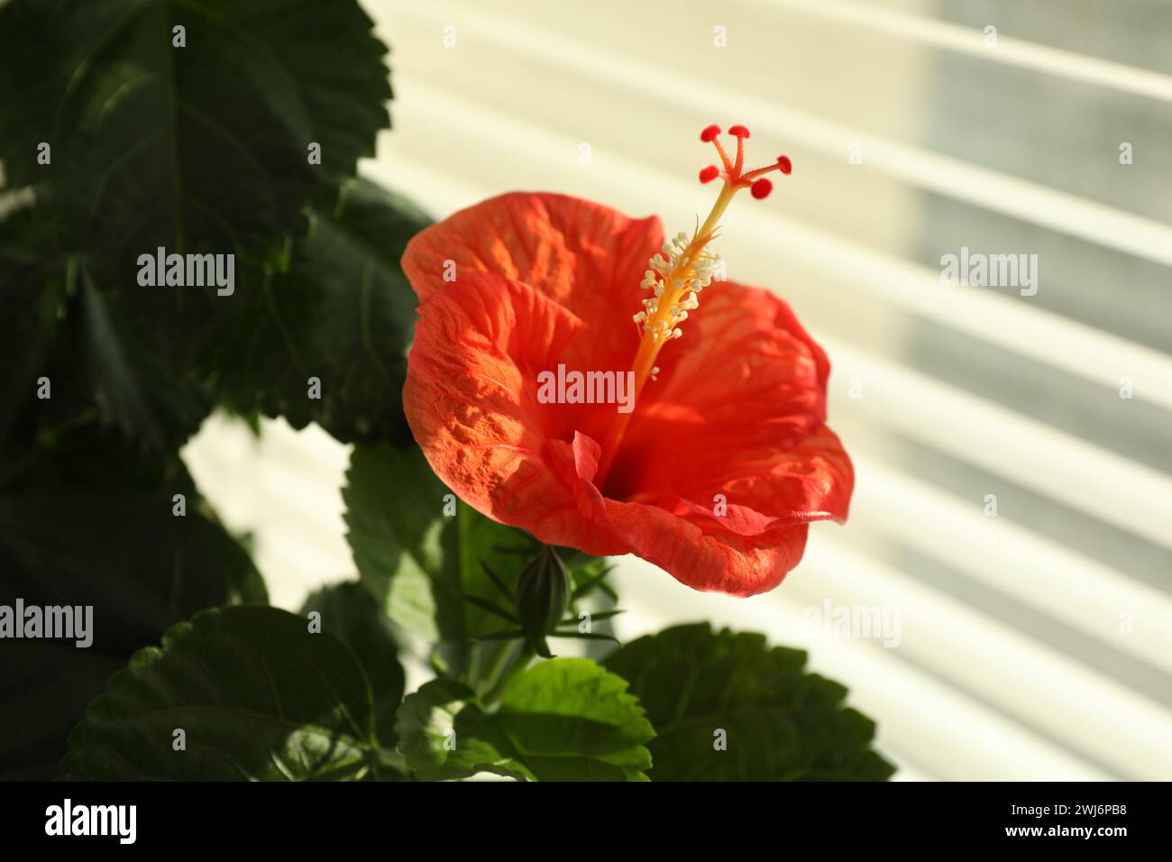 Hibiscus plant with beautiful red flower near window indoors Stock ...