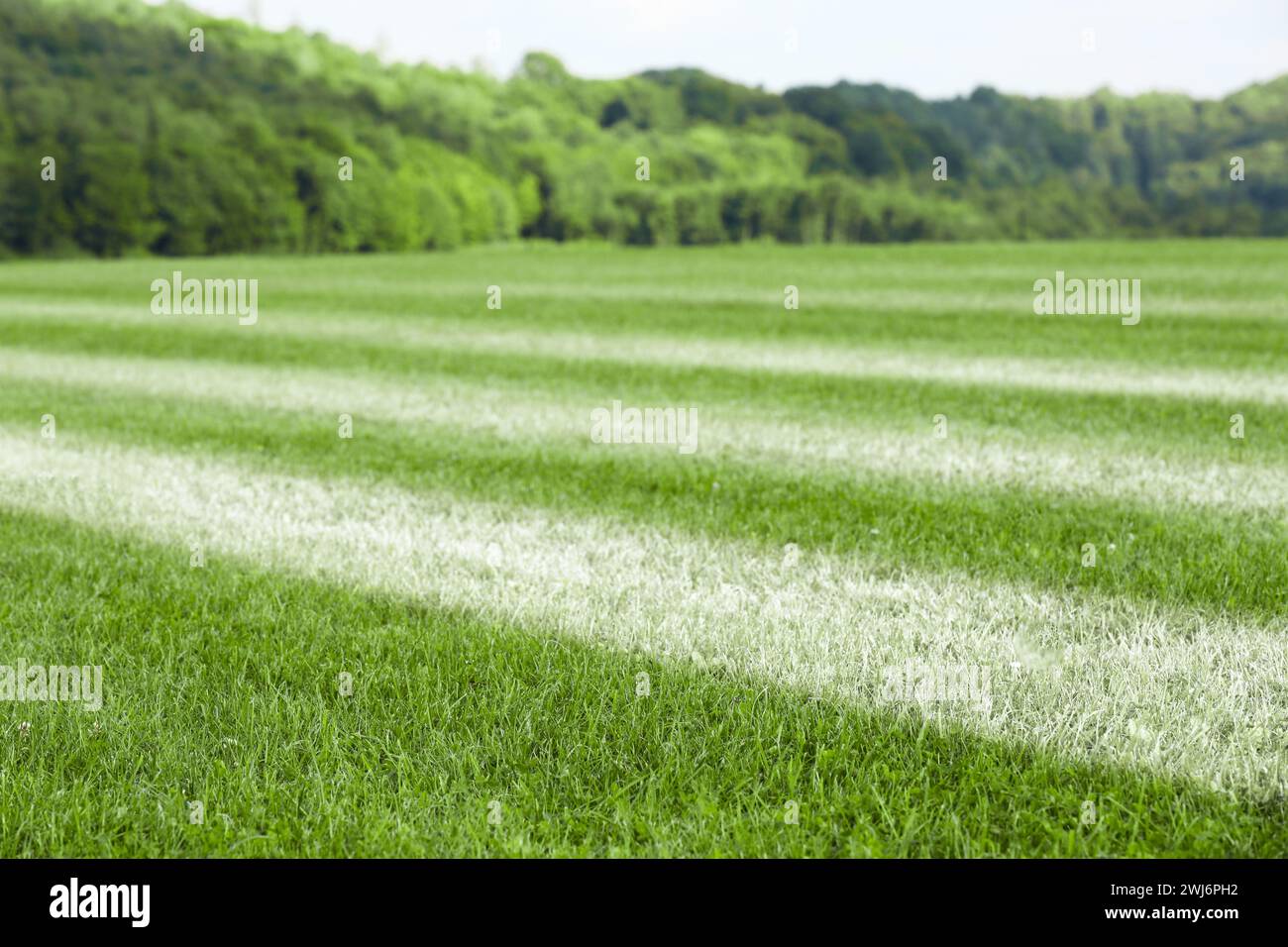 Bright green grass with white markings outdoors Stock Photo - Alamy