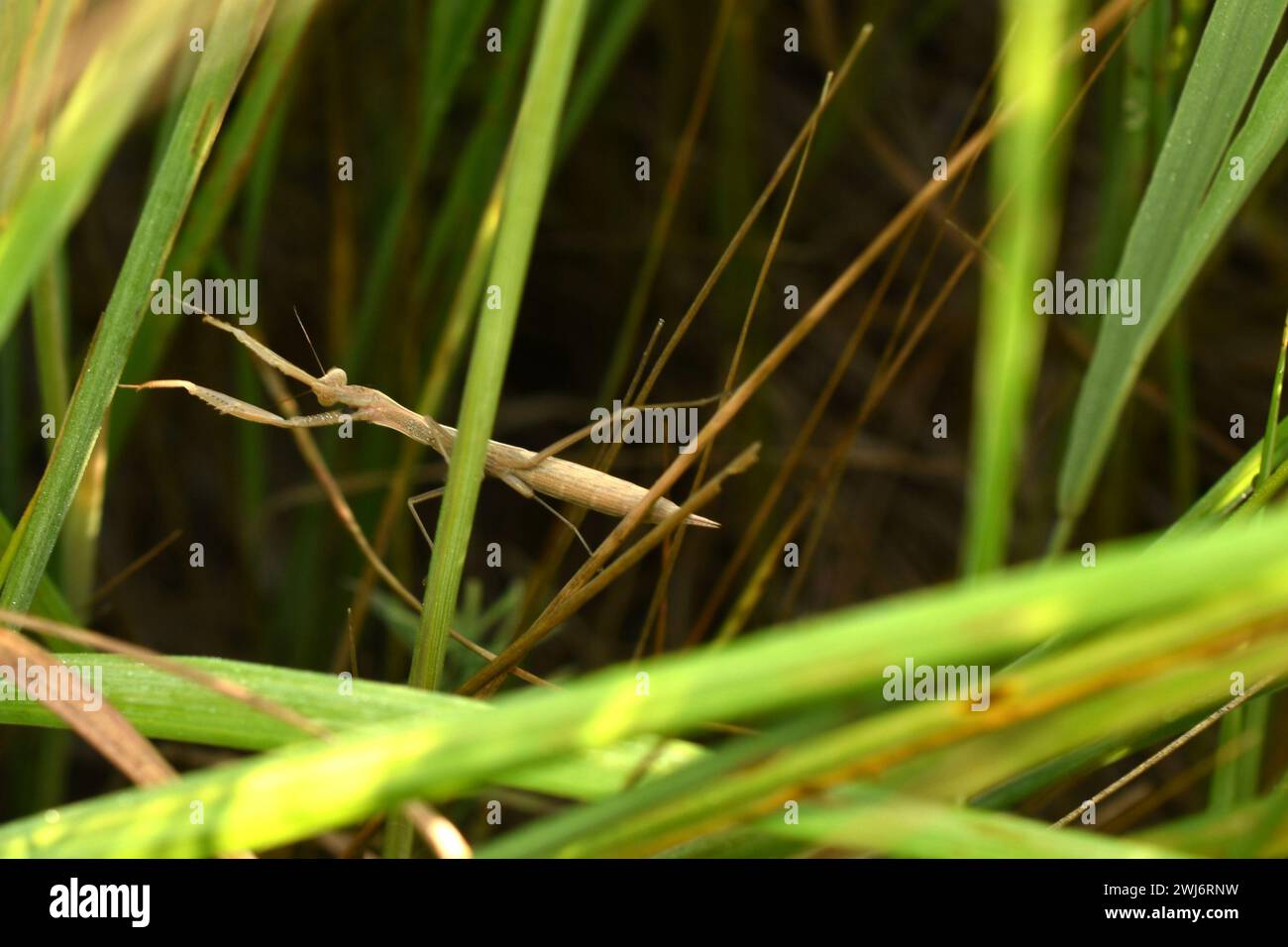 Praying mantis face close up hi-res stock photography and images - Alamy