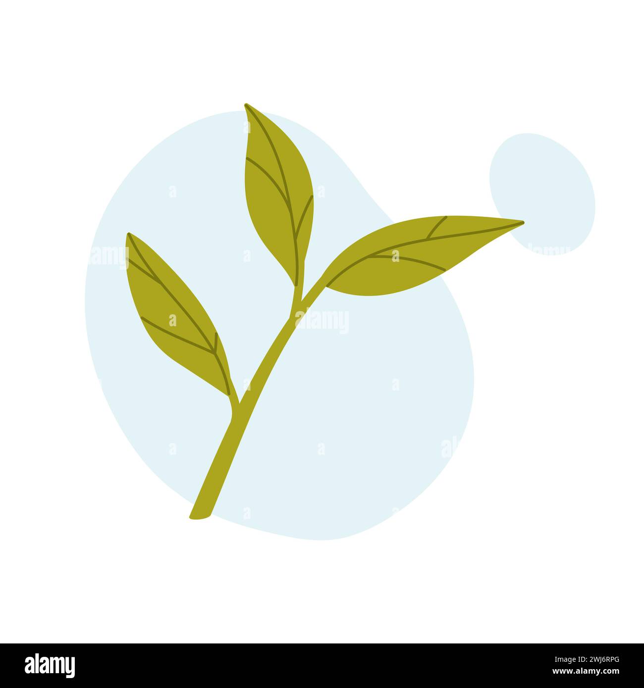 Branch of tea leaves. Green tea plant, natural tea production cartoon ...