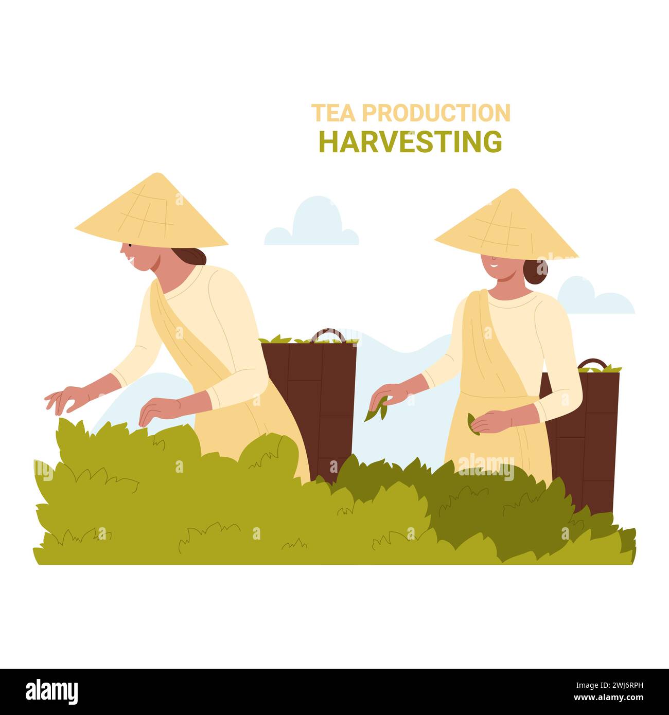 Workers tea harvesting. Tea plantation picker, picking green tea leaves ...