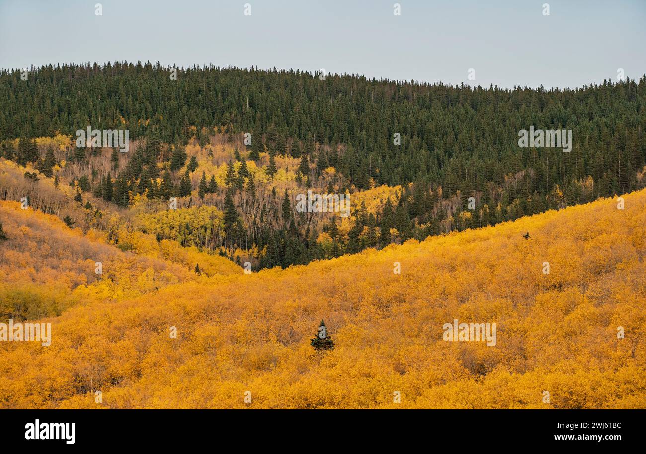 FALL FOLIAGE, SANGRE DE CRISTO MOUNTAINS, SANTA FE, NM, USA Stock Photo ...