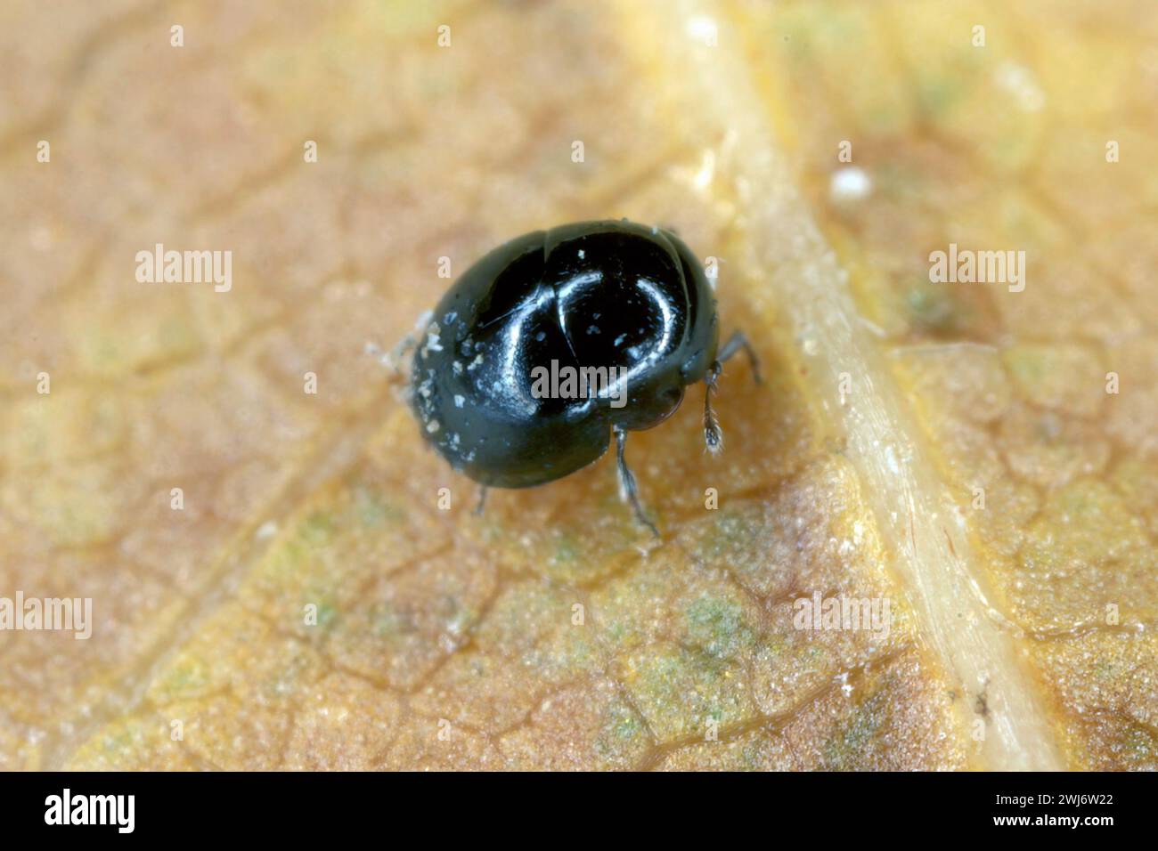 Vector drawing family hi-res stock photography and images - Alamy