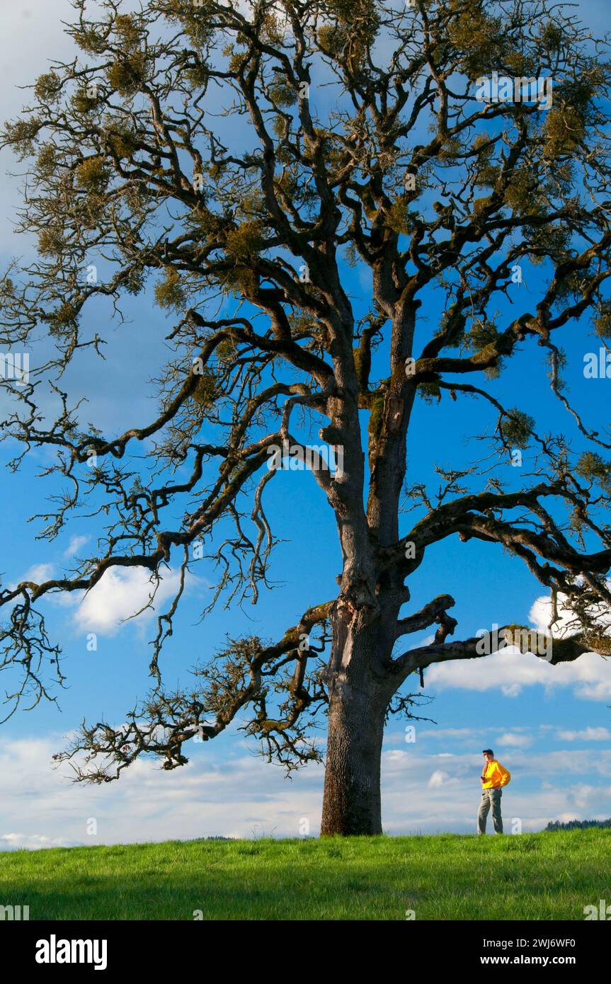 Garry oak tree quercus garryana garry oak tree hi-res stock photography ...