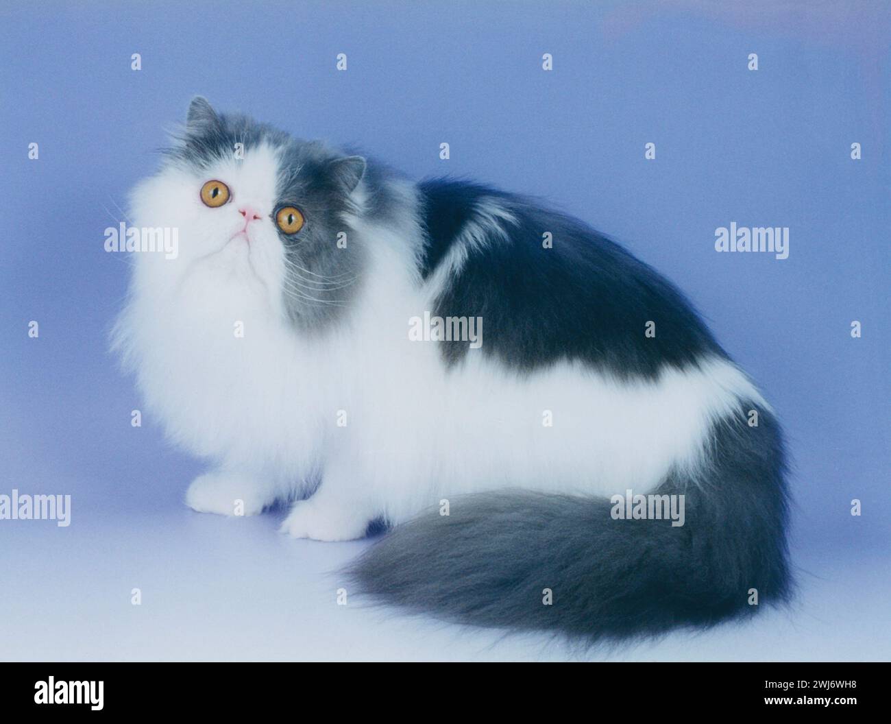 Persian Cat Blue & White Bicolour Sideview Stock Photo - Alamy