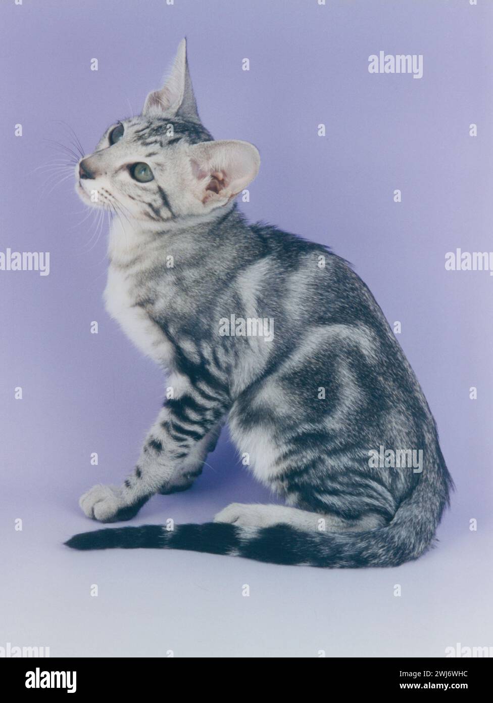 Oriental Blotch Silver Blue Tabby Cat Satup Sideways Stock Photo - Alamy