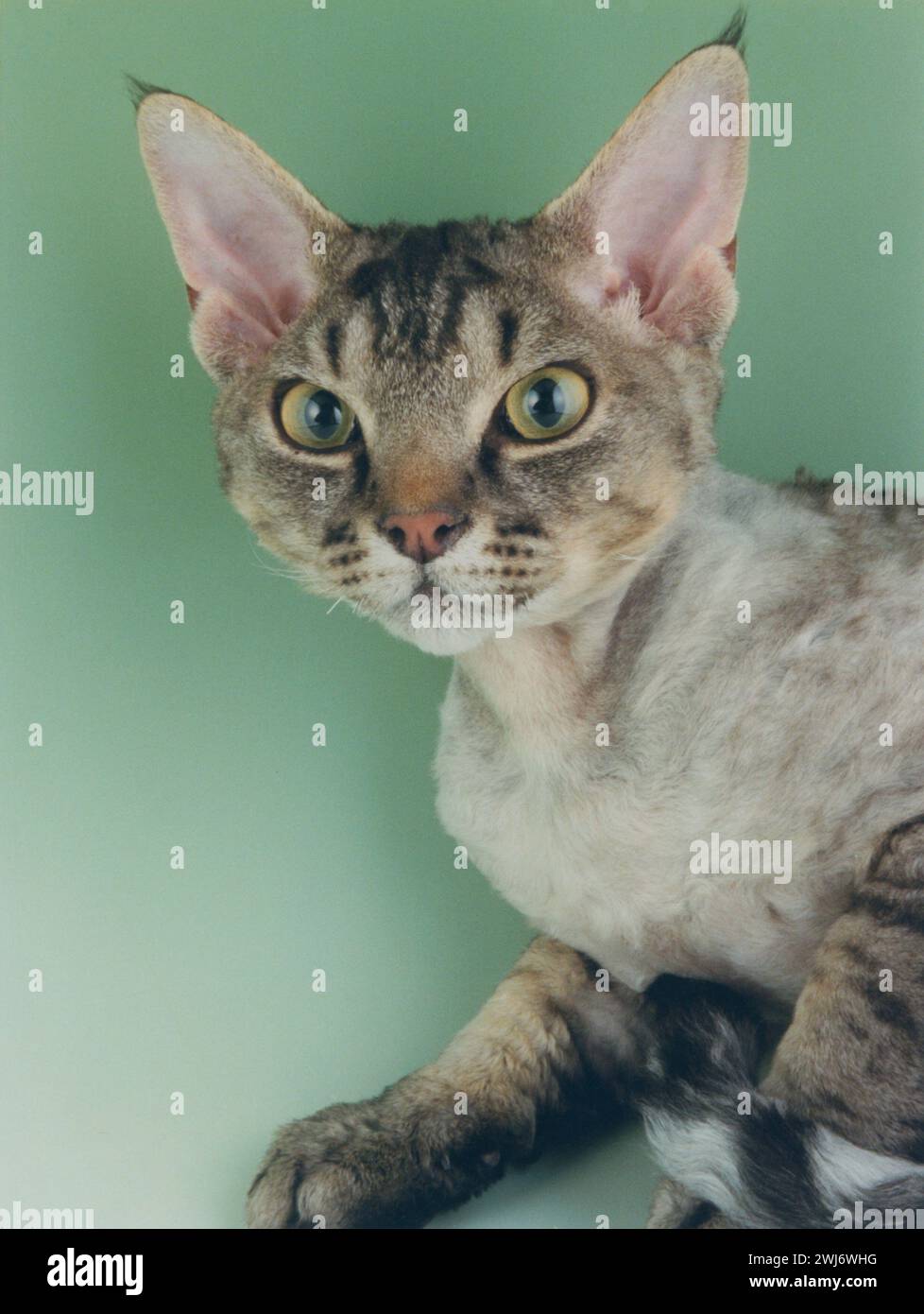 Devon Rex Silver Tabby Head Looking Forwards Stock Photo - Alamy