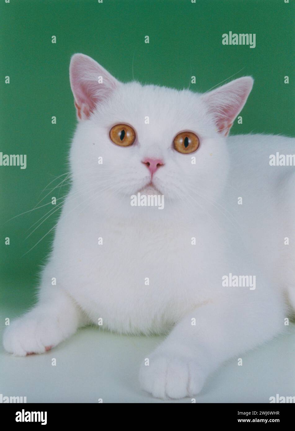 British Shorthaired Cat White Head Looking Forwards Bsh Stock Photo - Alamy