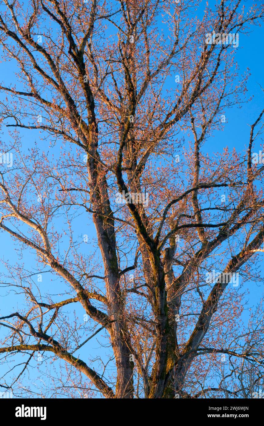 Cottonwood, Willamette Mission State Park, Oregon Stock Photo - Alamy