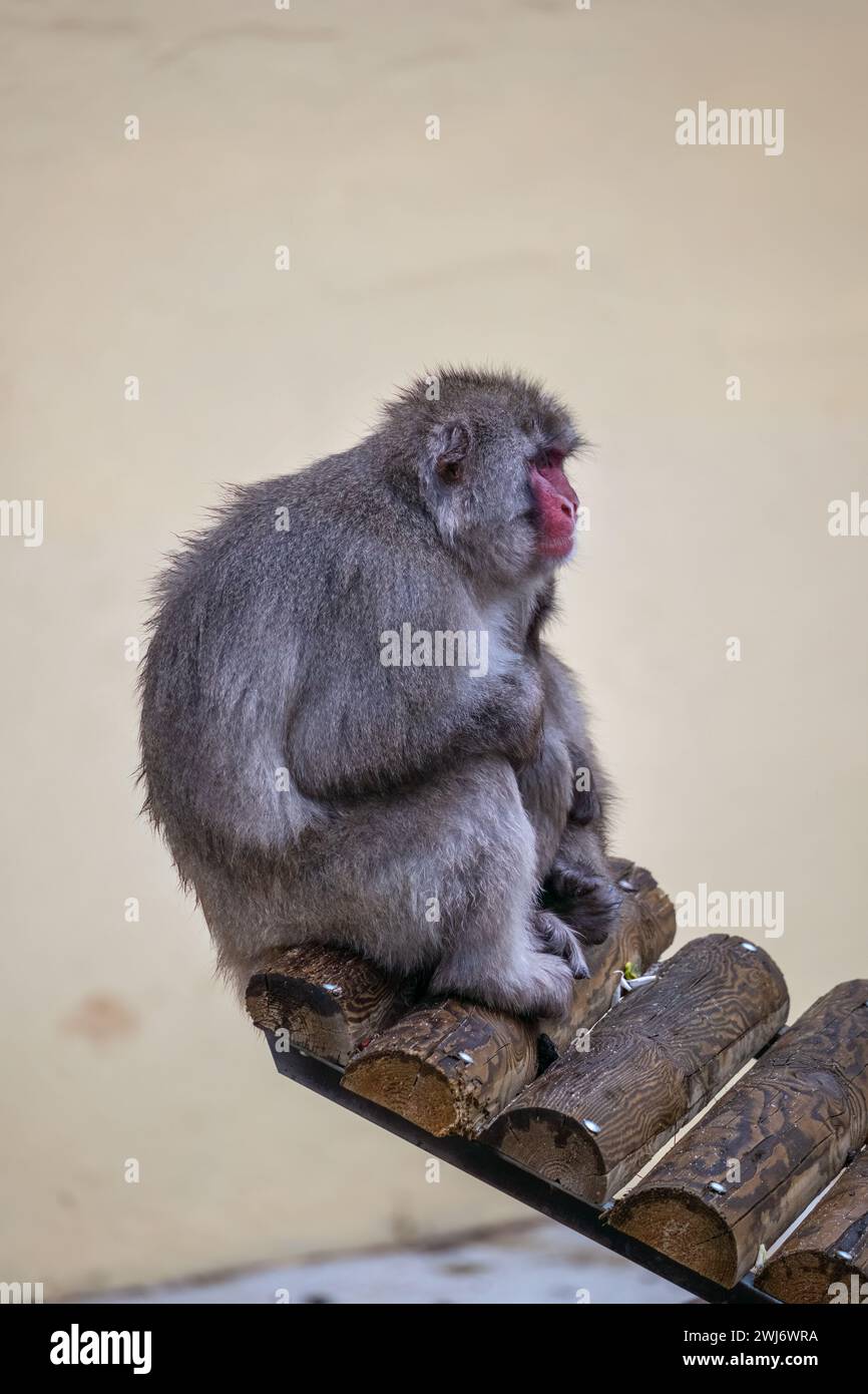 The Japanese macaque (Macaca fuscata) or snow monkey, Old World monkey ...