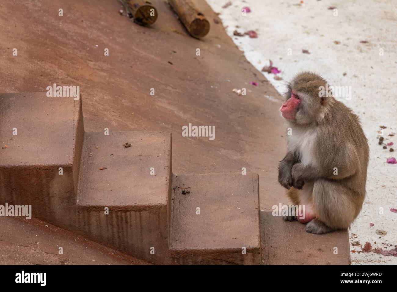 The Japanese macaque (Macaca fuscata, snow monkey) at the bottom of the ...