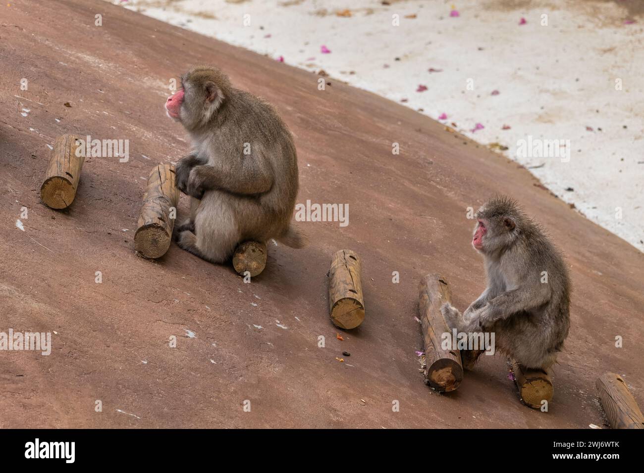 The Japanese macaques (Macaca fuscata, snow monkey) on wooden steps at ...
