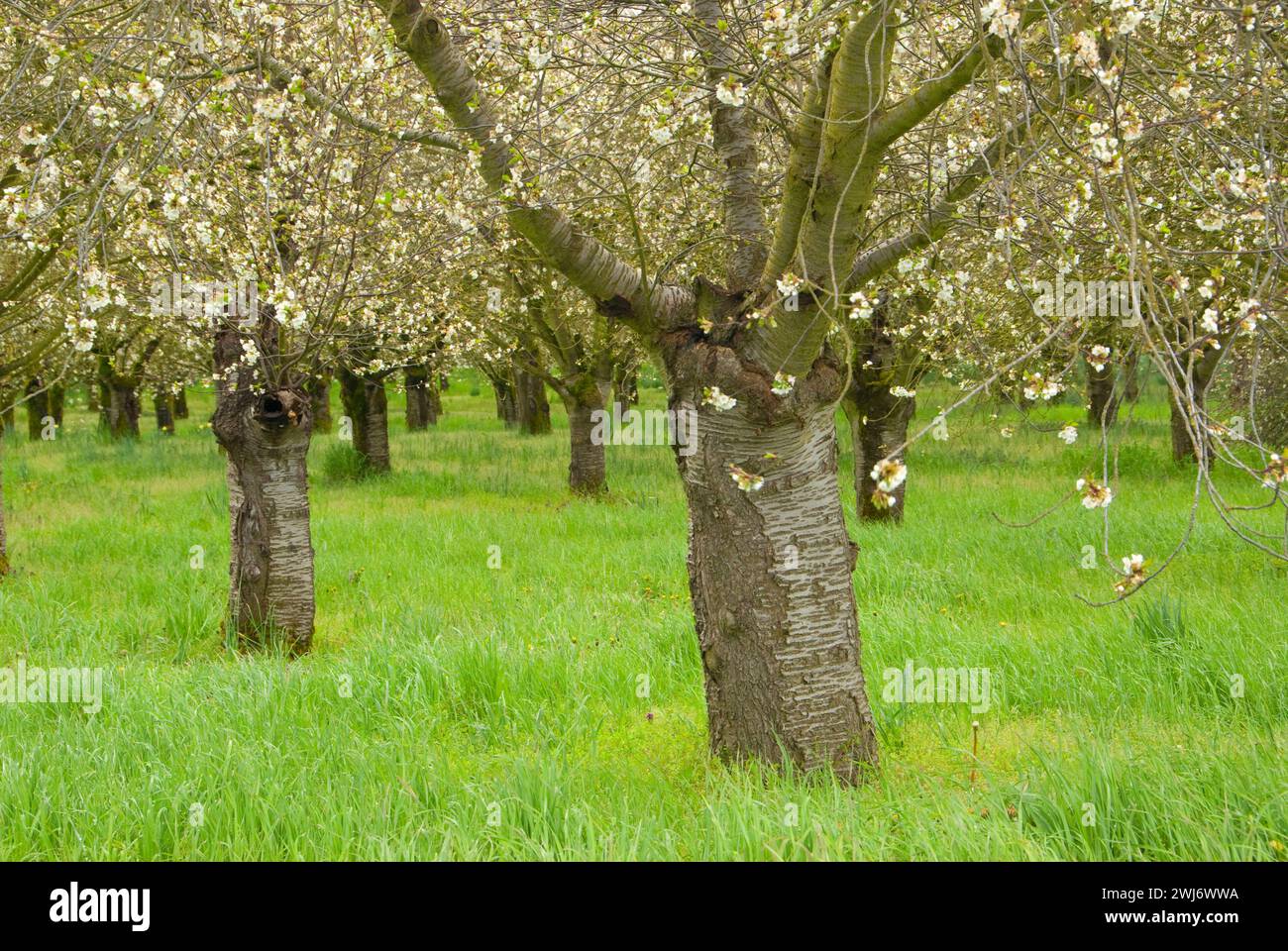 Cherry orchard in bloom, Marion County, Oregon Stock Photo - Alamy