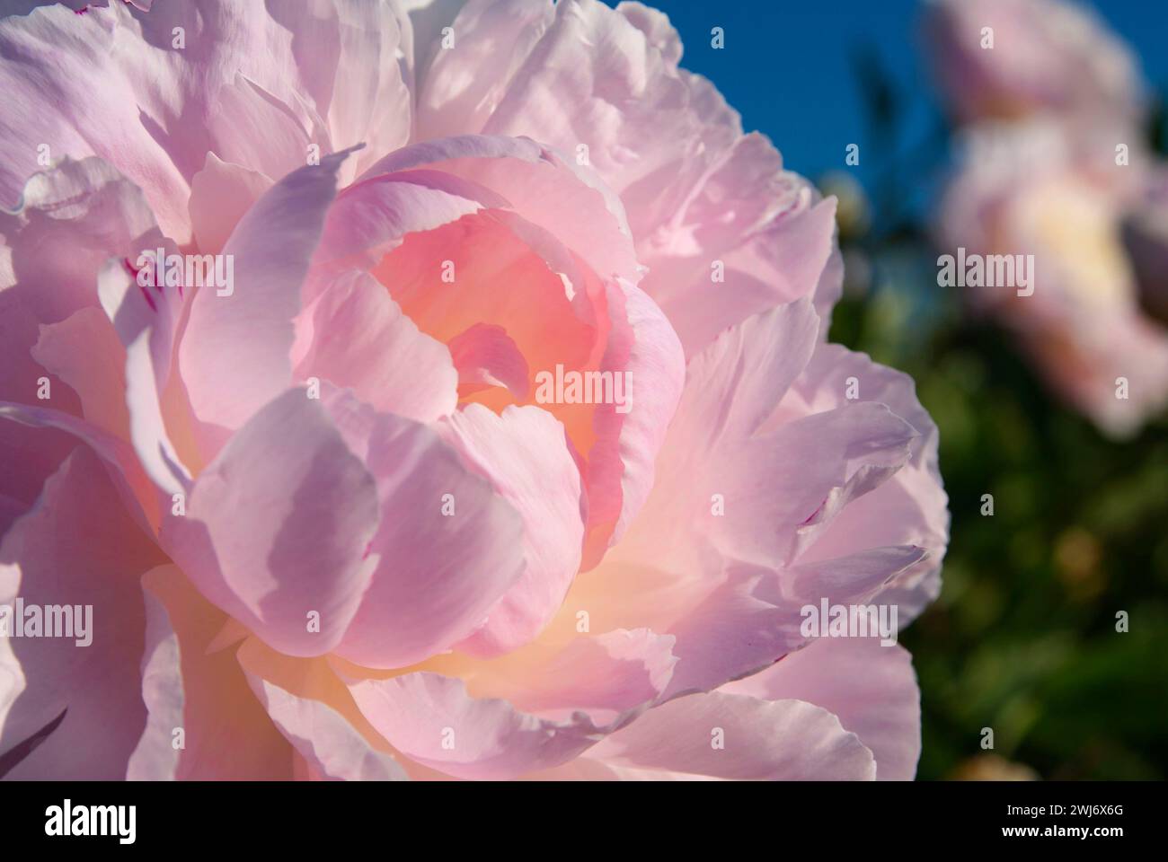 Lillian brooks hi-res stock photography and images - Alamy