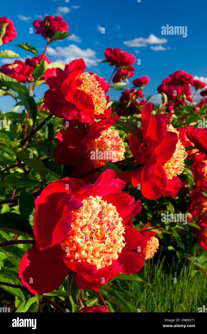 Roselette hi-res stock photography and images - Alamy