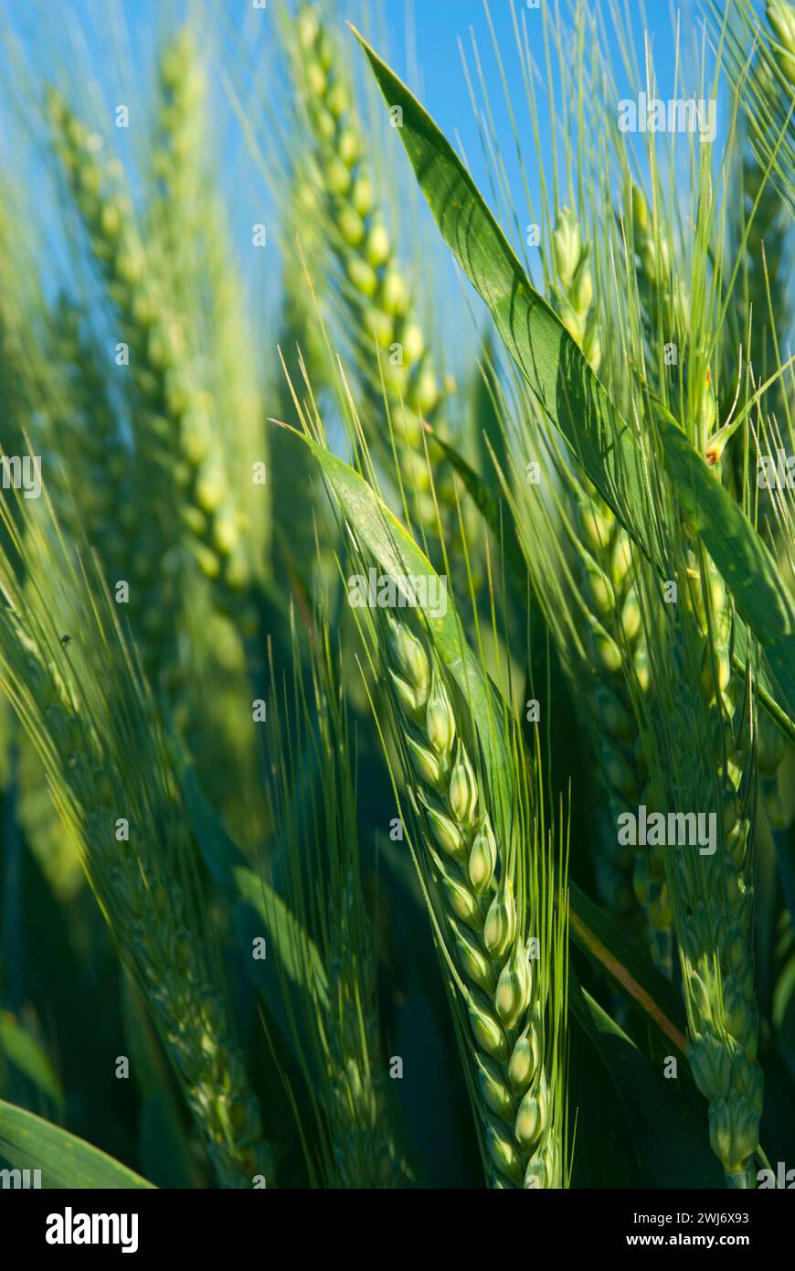 Wheat, Marion County, Brooks, Oregon Stock Photo - Alamy