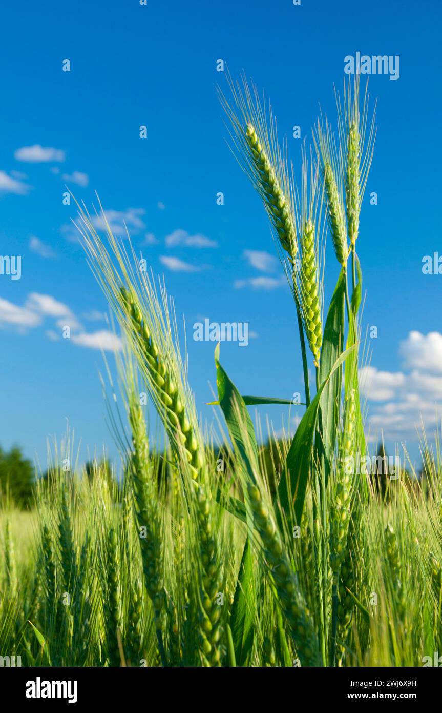Wheat, Marion County, Brooks, Oregon Stock Photo - Alamy