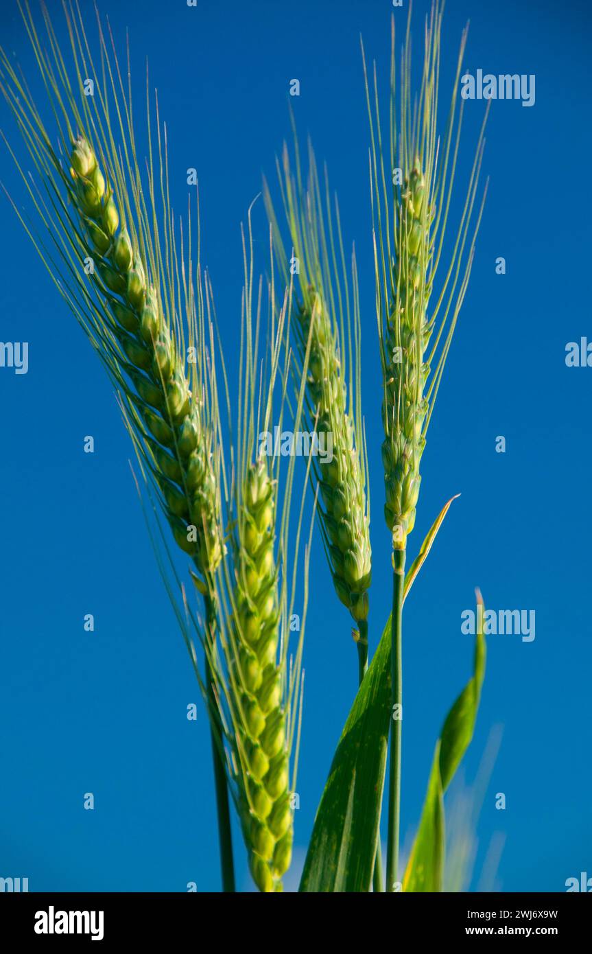 Wheat, Marion County, Brooks, Oregon Stock Photo - Alamy