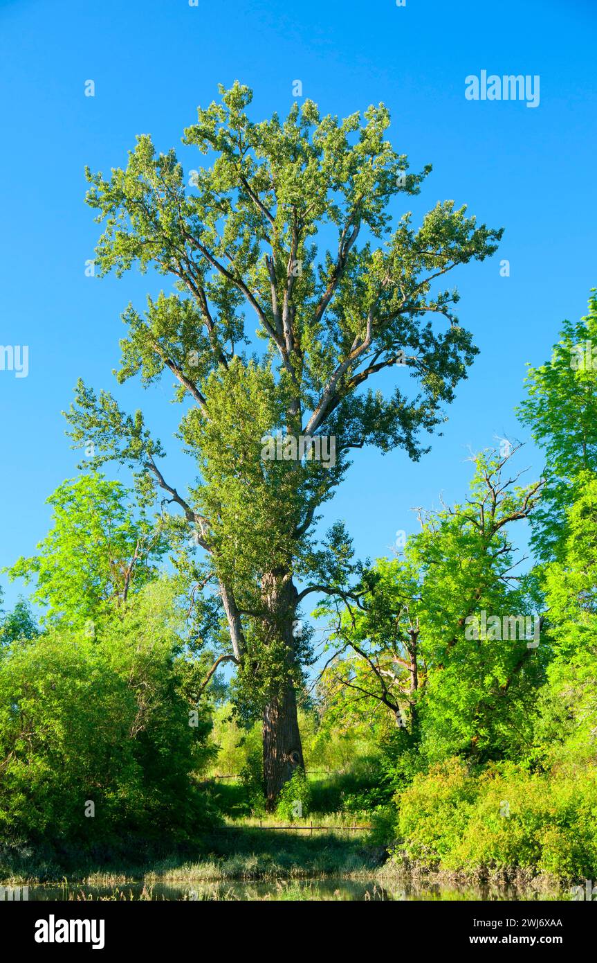 World's largest Black Cottonwood, Willamette Mission State Park, Oregon ...