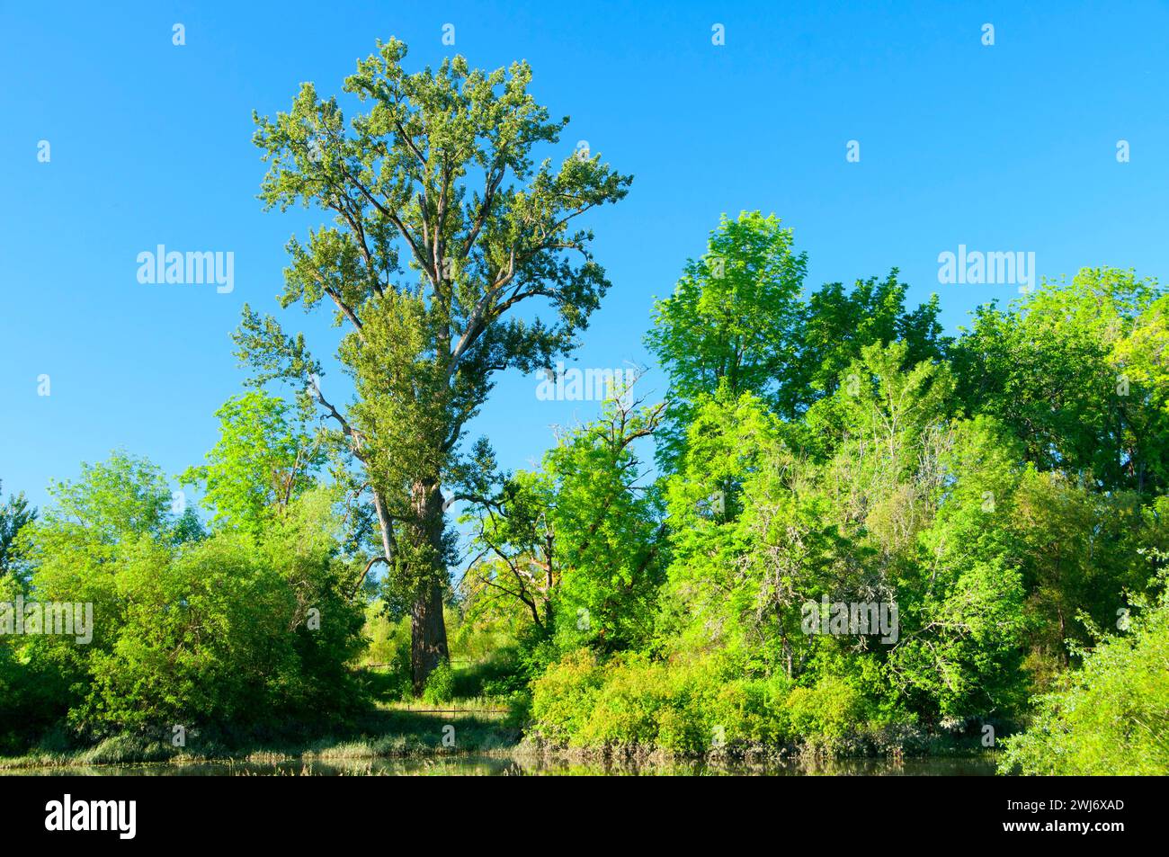 World's largest Black Cottonwood, Willamette Mission State Park, Oregon ...