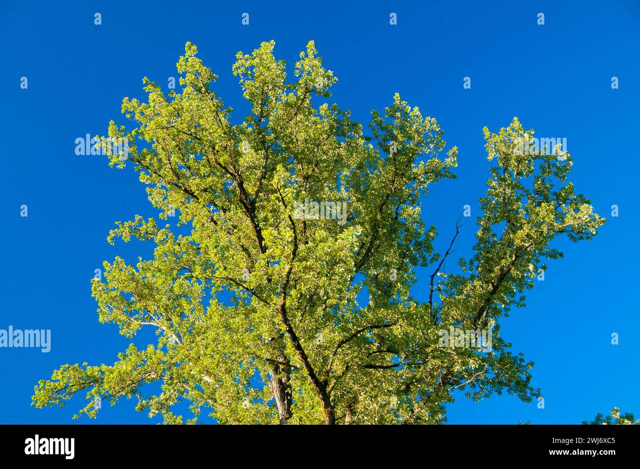 Black Cottonwood, Willamette Mission State Park, Oregon Stock Photo - Alamy