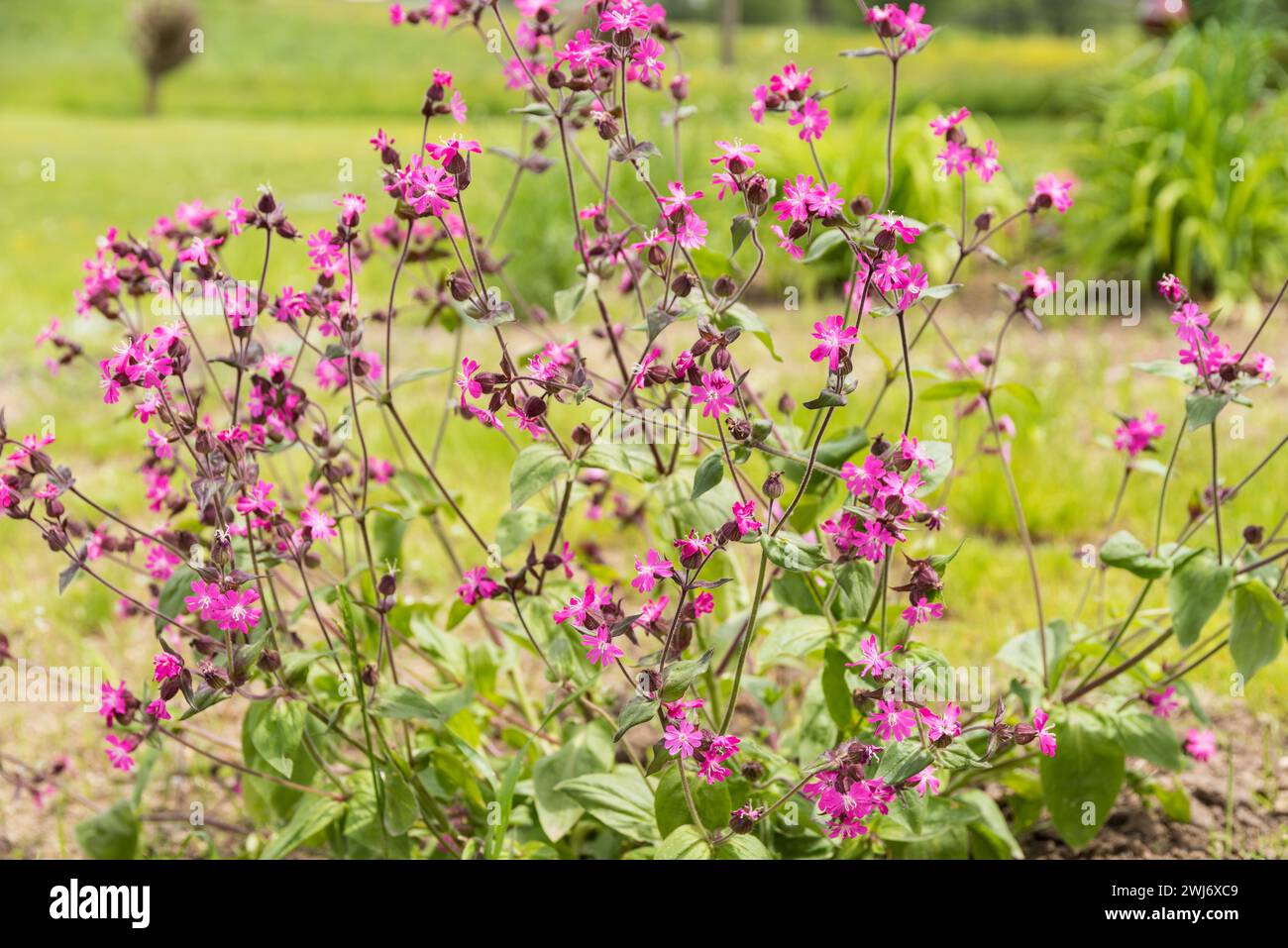 Clove of the daylight hi-res stock photography and images - Alamy