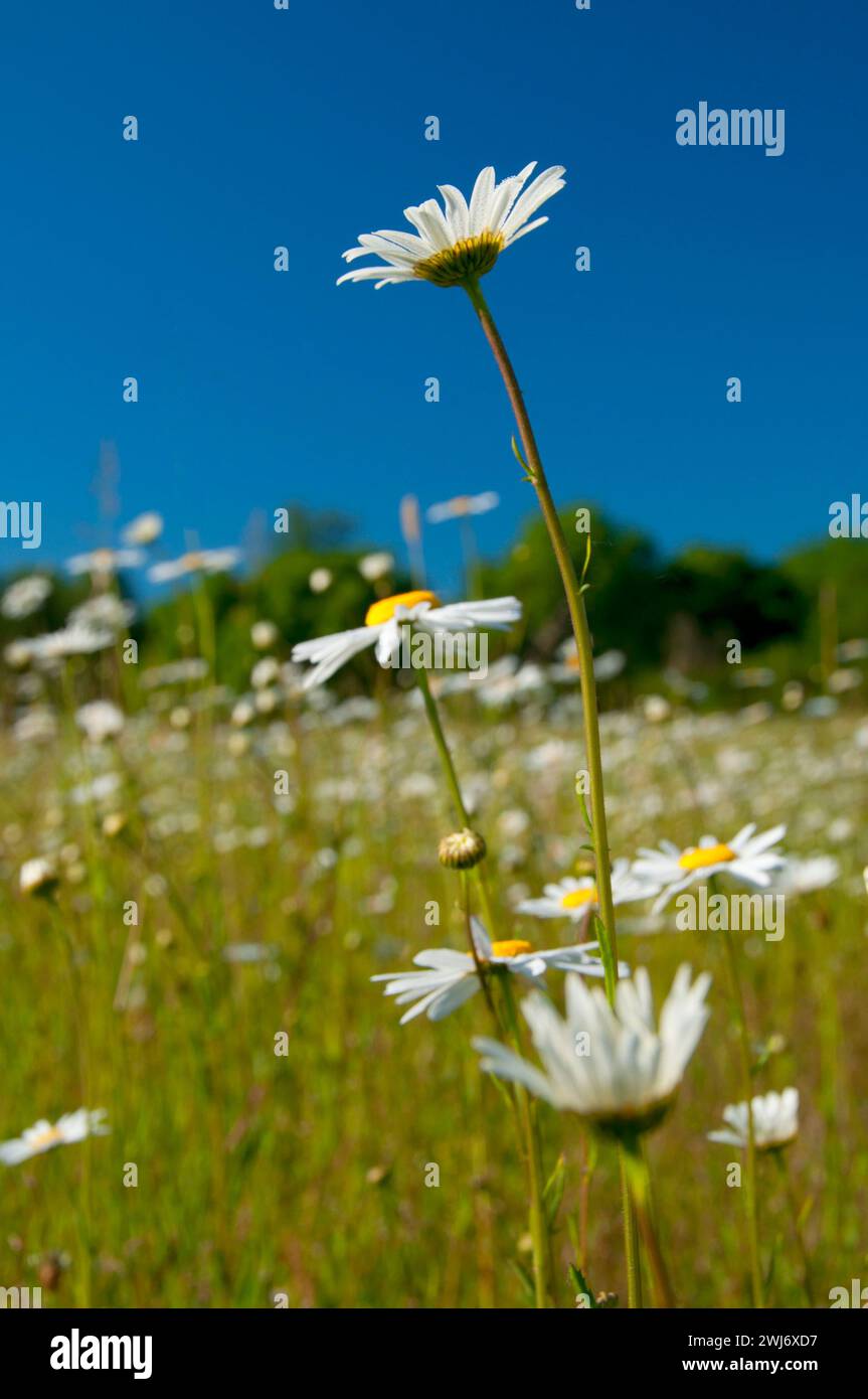 Daisy field, Willamette Mission State Park, Oregon Stock Photo - Alamy