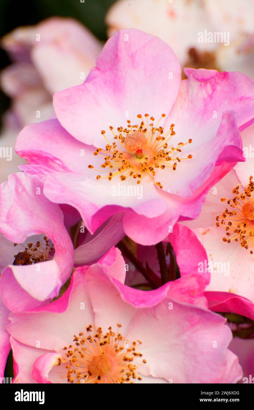 Carefree Delight rose, Heirloom Roses, St Paul, Oregon Stock Photo - Alamy