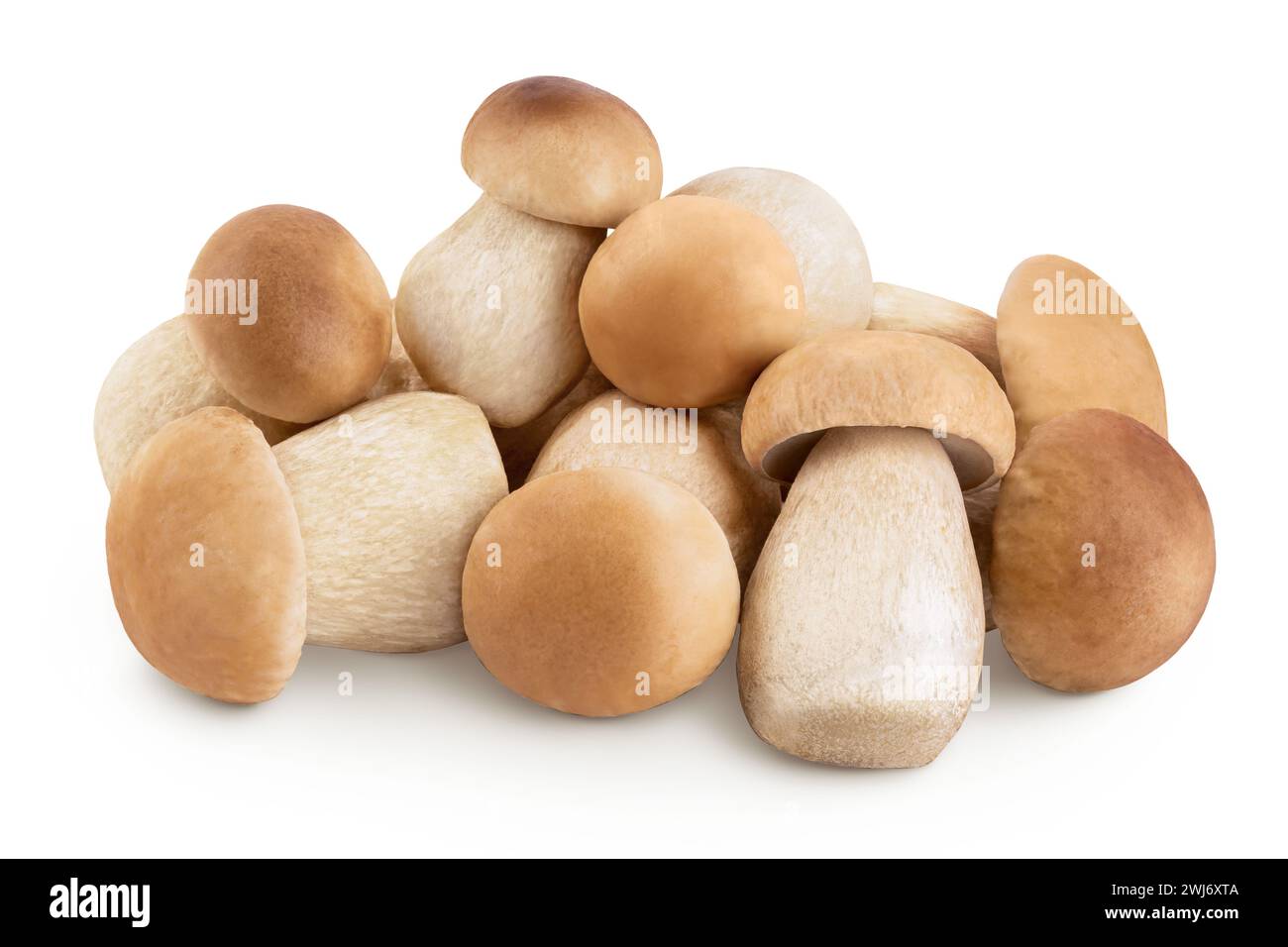 Fresh porcini cep mushroom isolated on white background with full depth ...