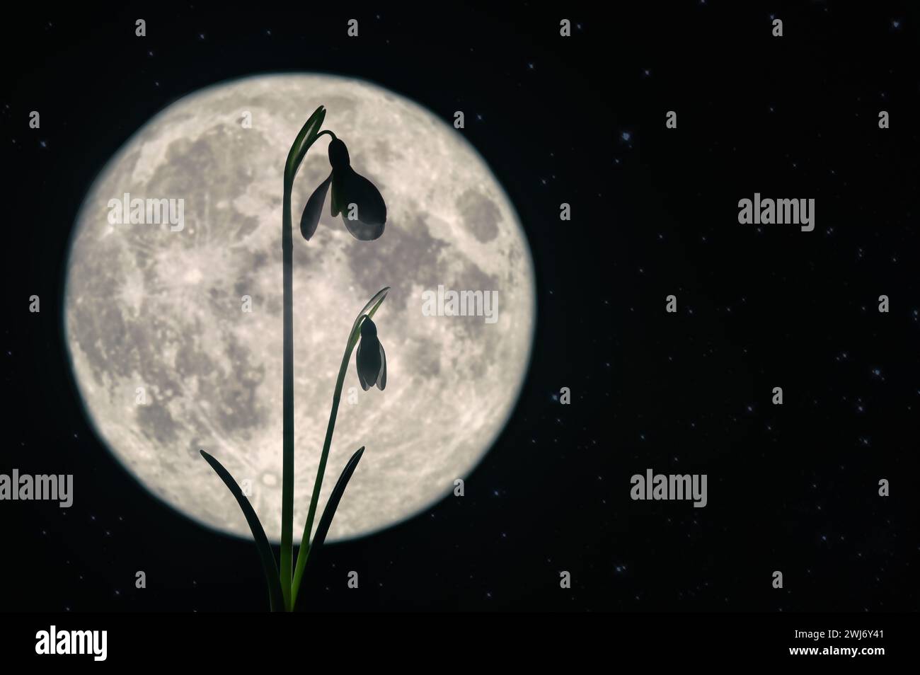 Closeup Snowdrops in night spring forest and moon Stock Photo - Alamy