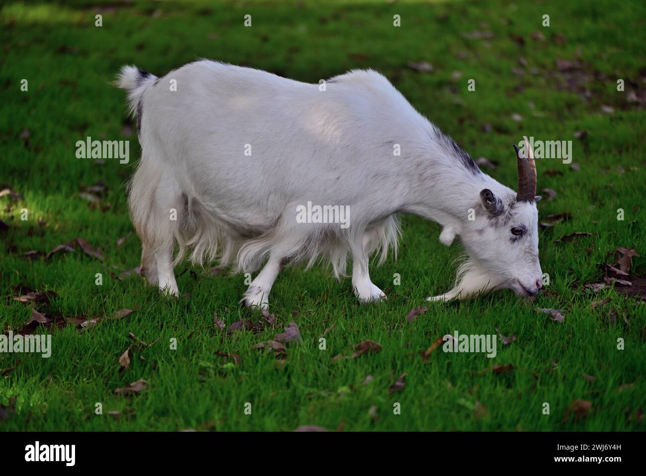 An African Pygmy Goat at Dartmoor Zoo Park, Devon Stock Photo - Alamy