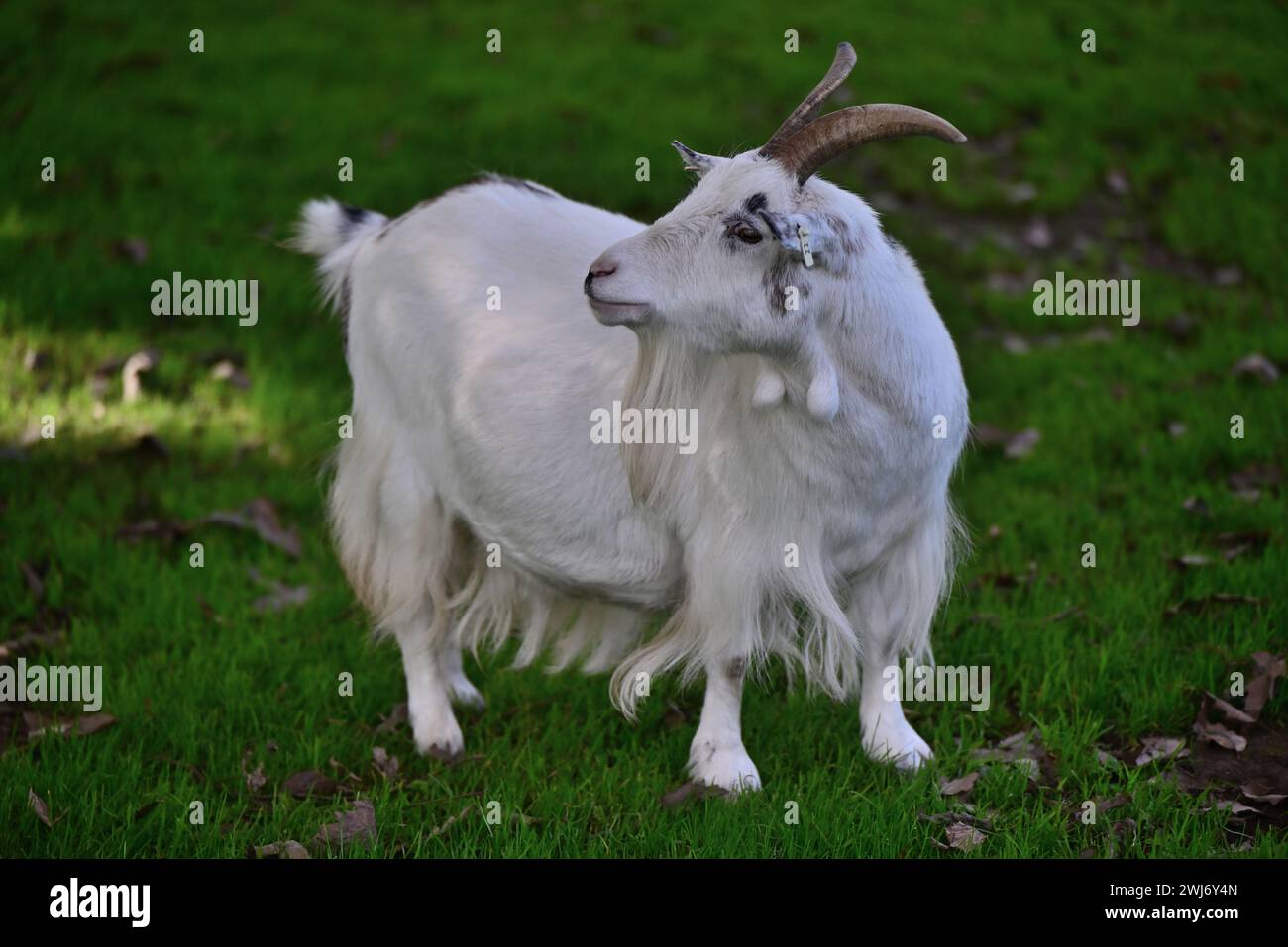 An African Pygmy Goat at Dartmoor Zoo Park, Devon Stock Photo - Alamy