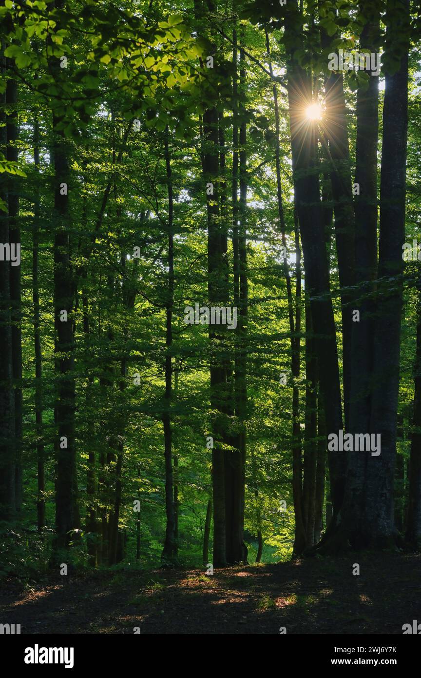Tall straight trunks trees in hi-res stock photography and images - Alamy