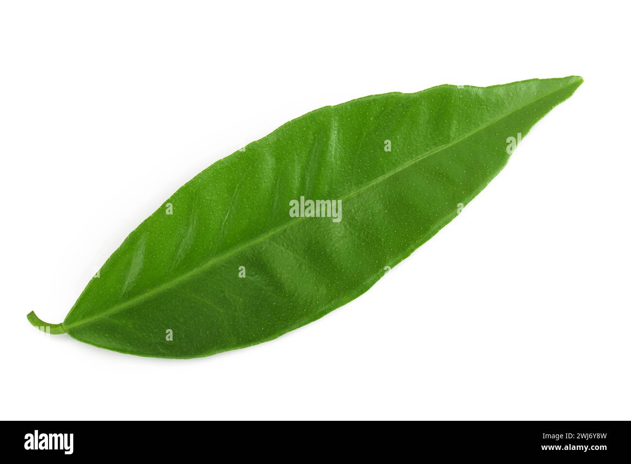 Citrus leaves isolated on white background Stock Photo - Alamy