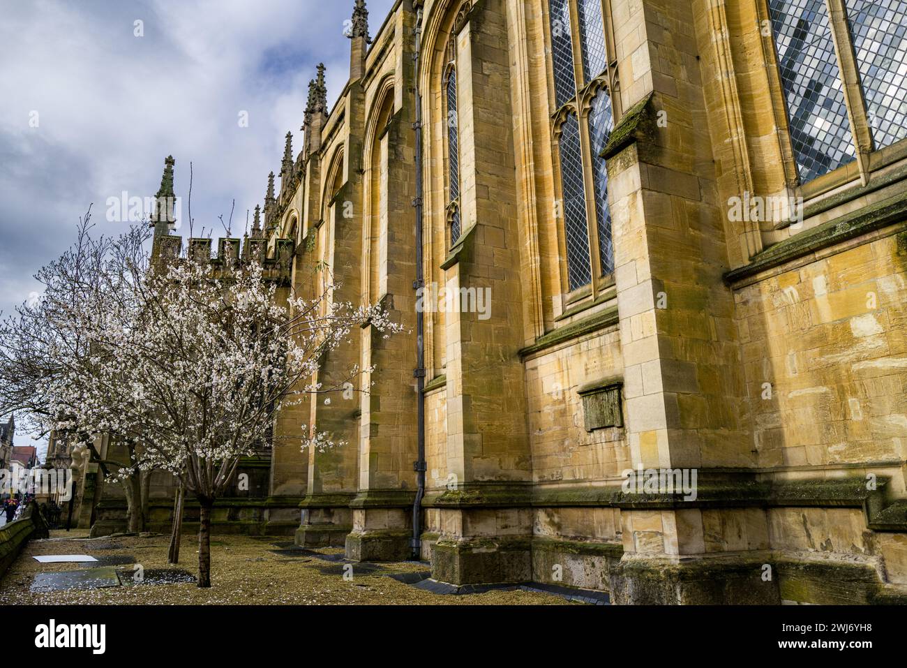 Spring blossom by St Mary's church Oxford UK Stock Photo - Alamy