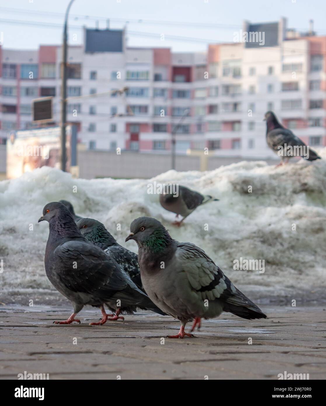 Crow in city close hi-res stock photography and images - Alamy