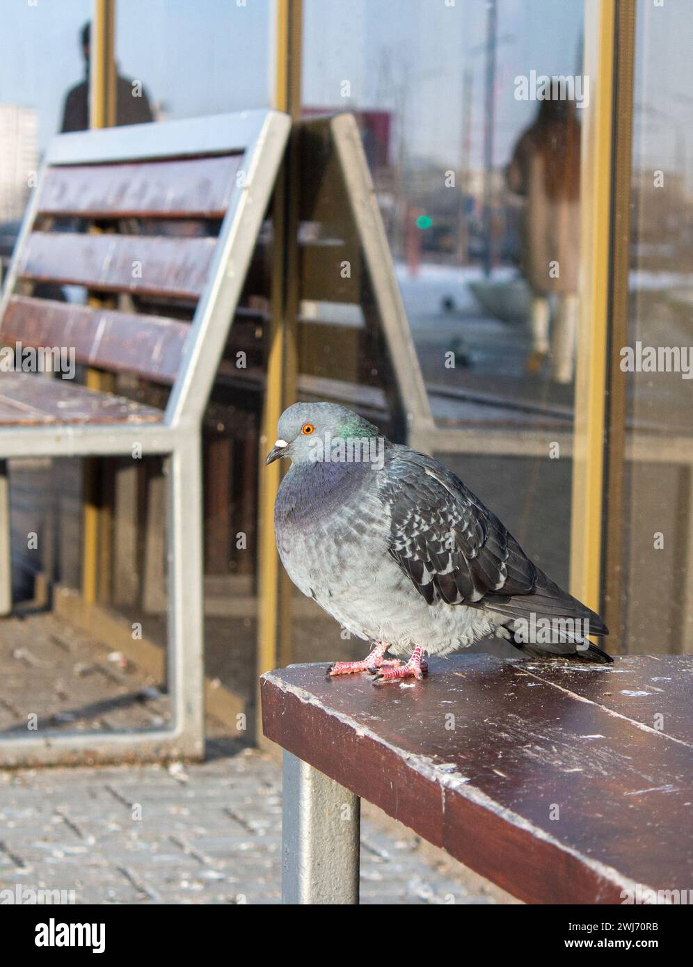 Crow in city close hi-res stock photography and images - Alamy