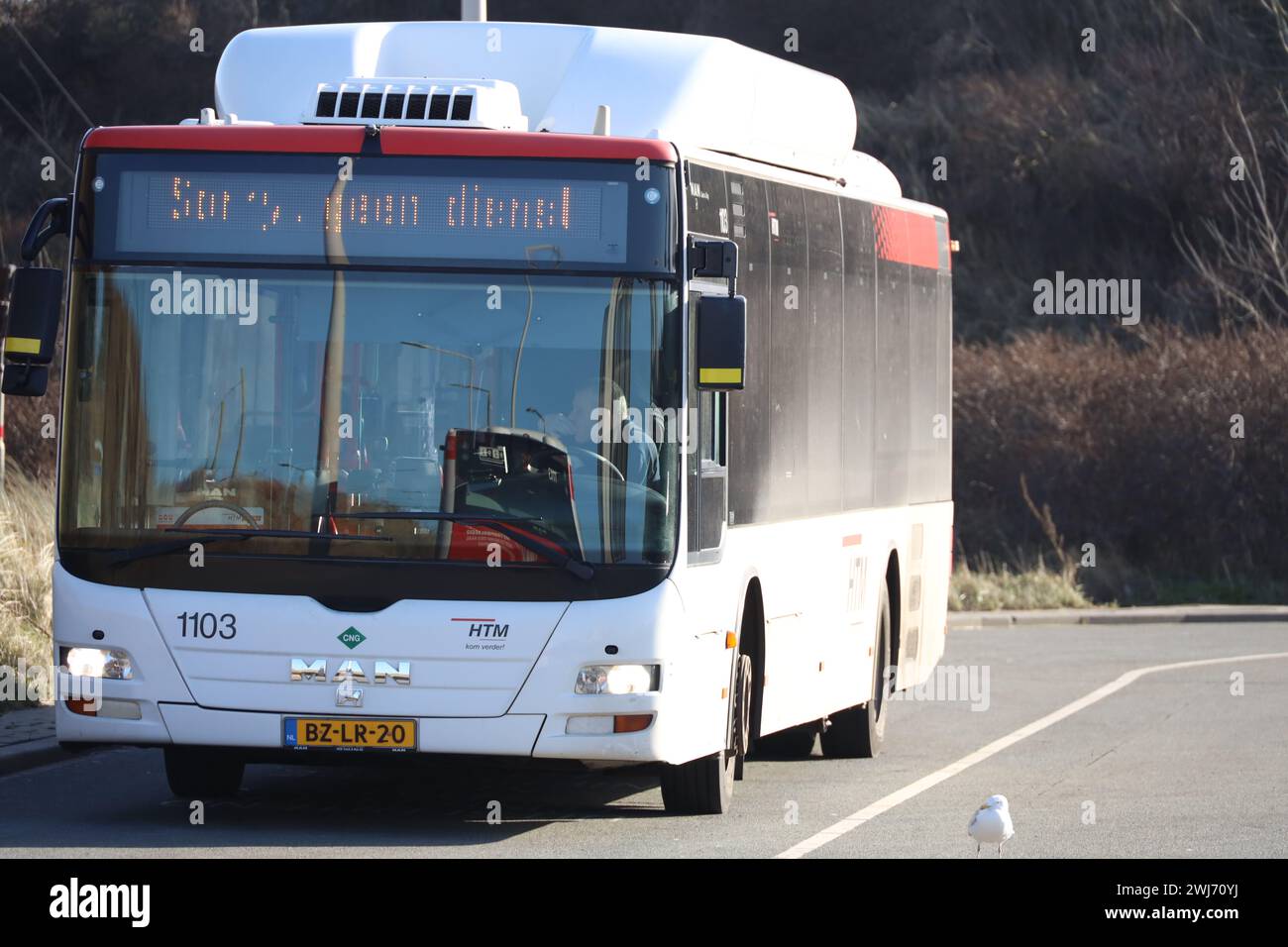 HTM's white city buses for city transport in The Hague in the ...