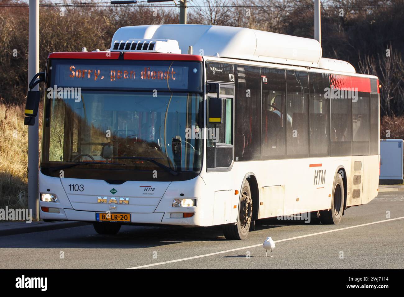 HTM's white city buses for city transport in The Hague in the ...