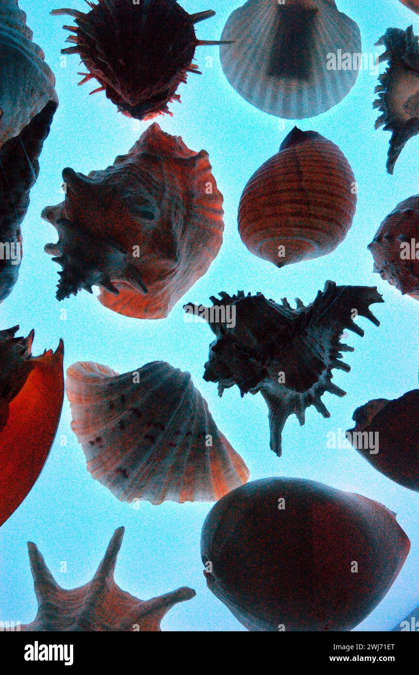 A collection or large shells is backlit in a display at the American ...