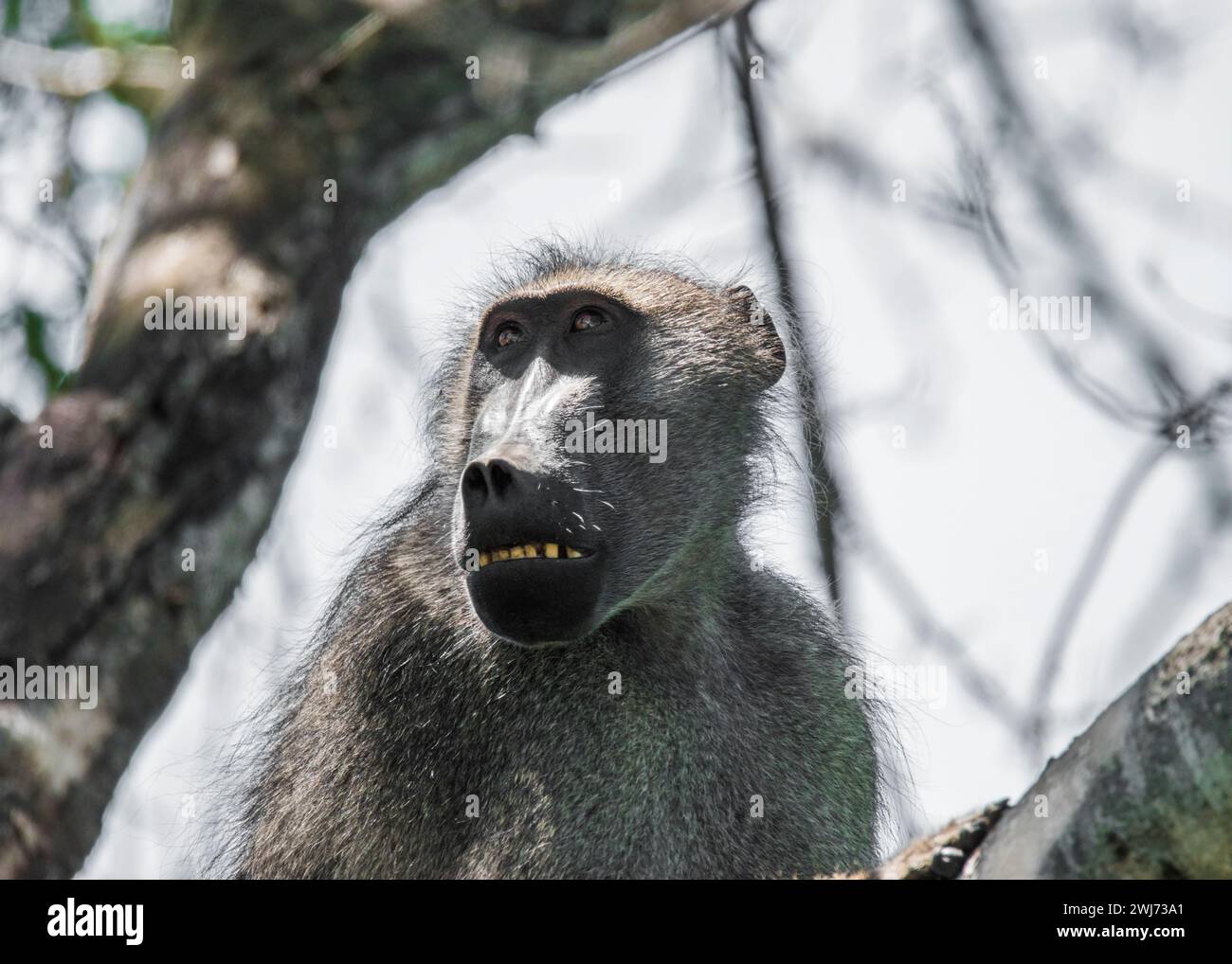 Baboon Monkeys Kruger National Park Stock Photo - Alamy
