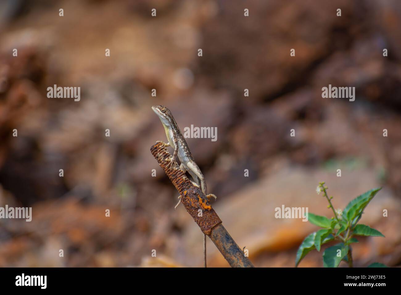 Indian arboreal lizard hi-res stock photography and images - Alamy