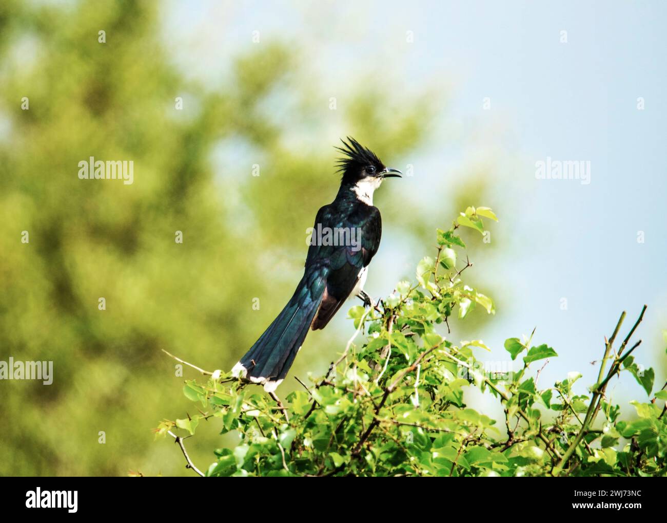 Jacobin Cuckoo Kruger National Park Stock Photo - Alamy