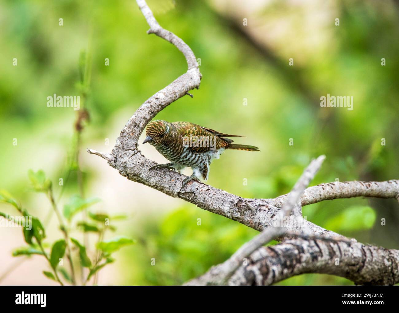 Klaas's Cuckoo Kruger National Park Stock Photo - Alamy