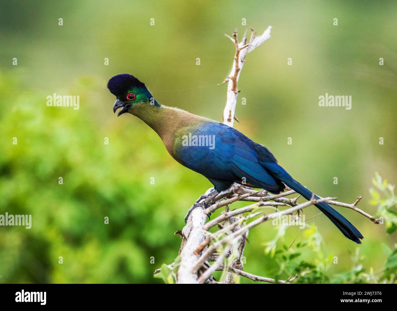 Purple turaco flying hi-res stock photography and images - Alamy